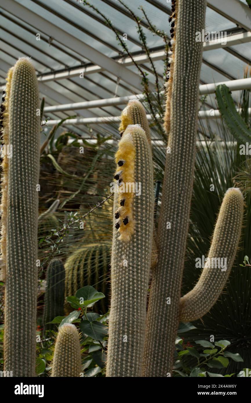 Saguaro columnar cactus with branches and yellow inflorescence Stock ...