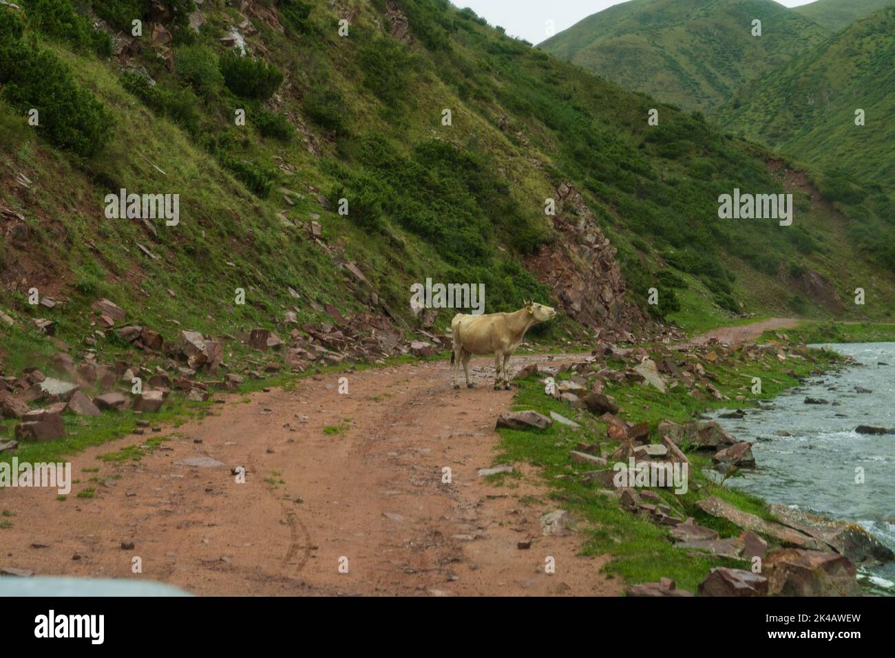 Lone cow blocking the gravel dirt road in remote Karkyra Valley ...