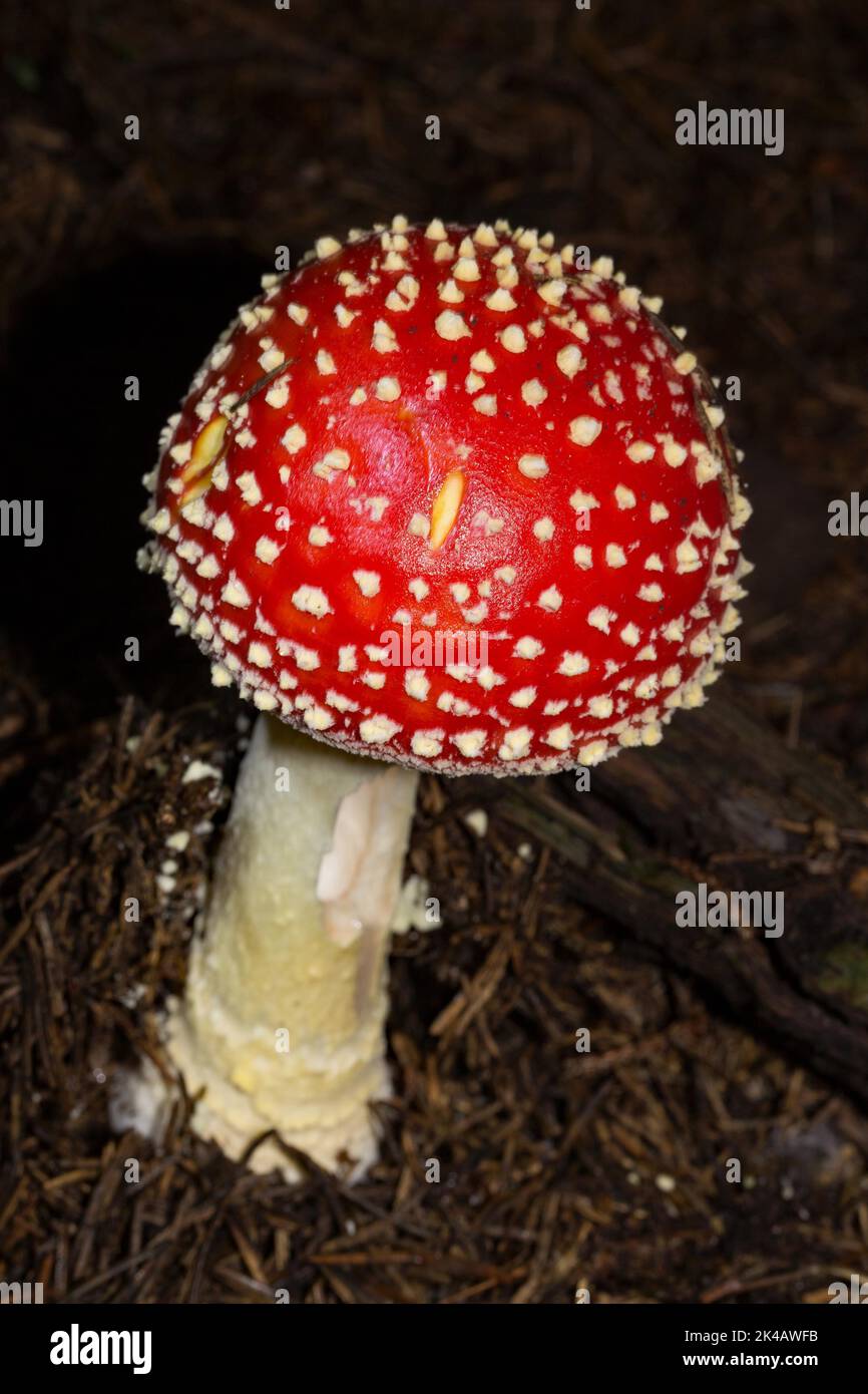 Red and white stem hi-res stock photography and images - Alamy