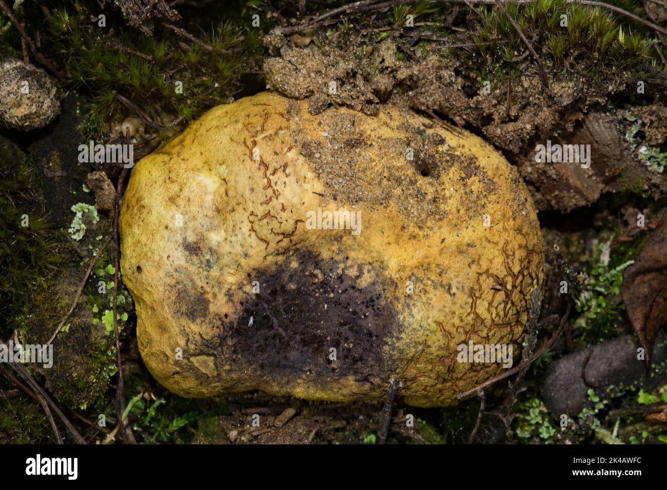 Yellowish olive hi-res stock photography and images - Alamy