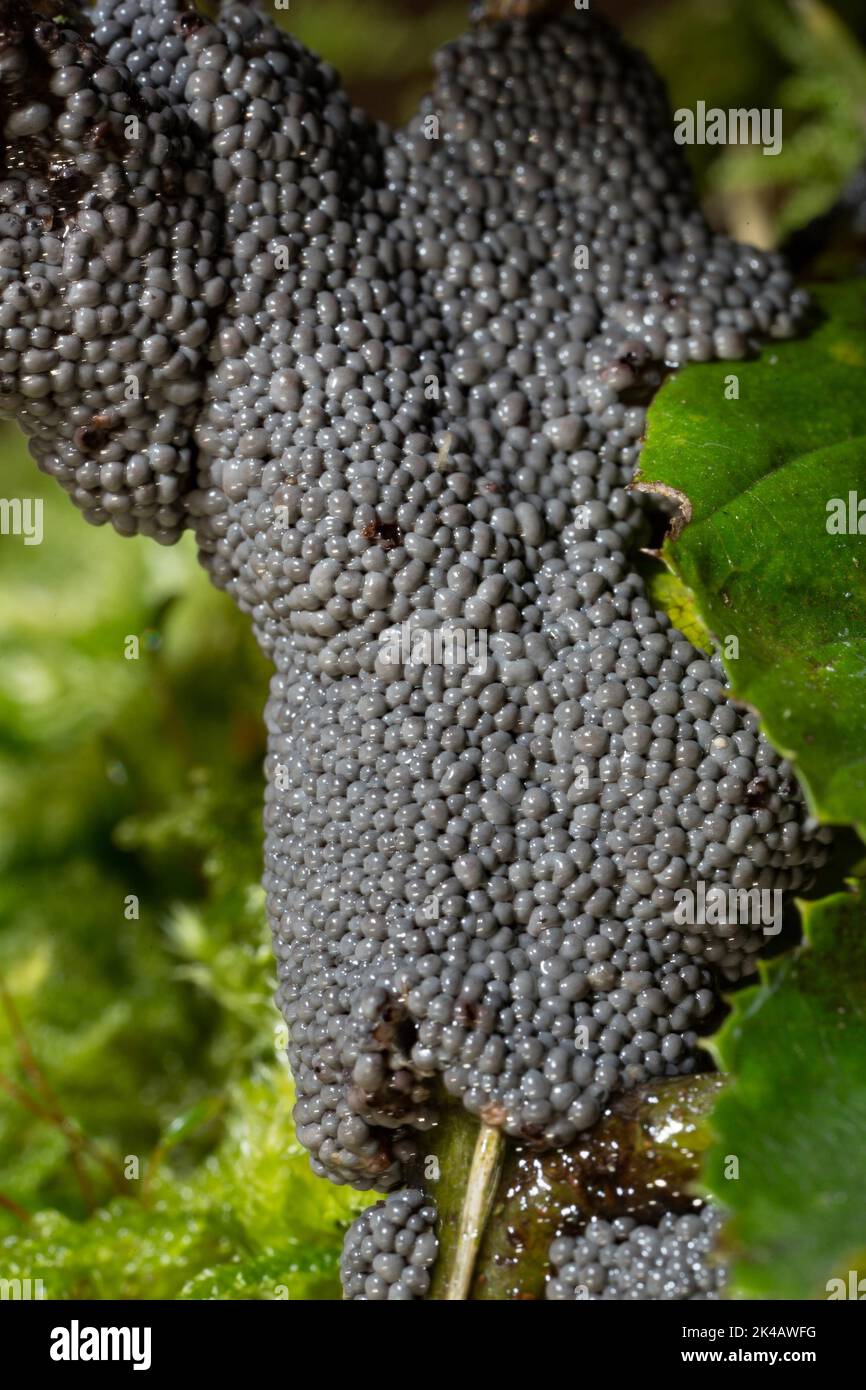 Grey grass slime mould Fruiting body many ashy grey spherical fruiting ...