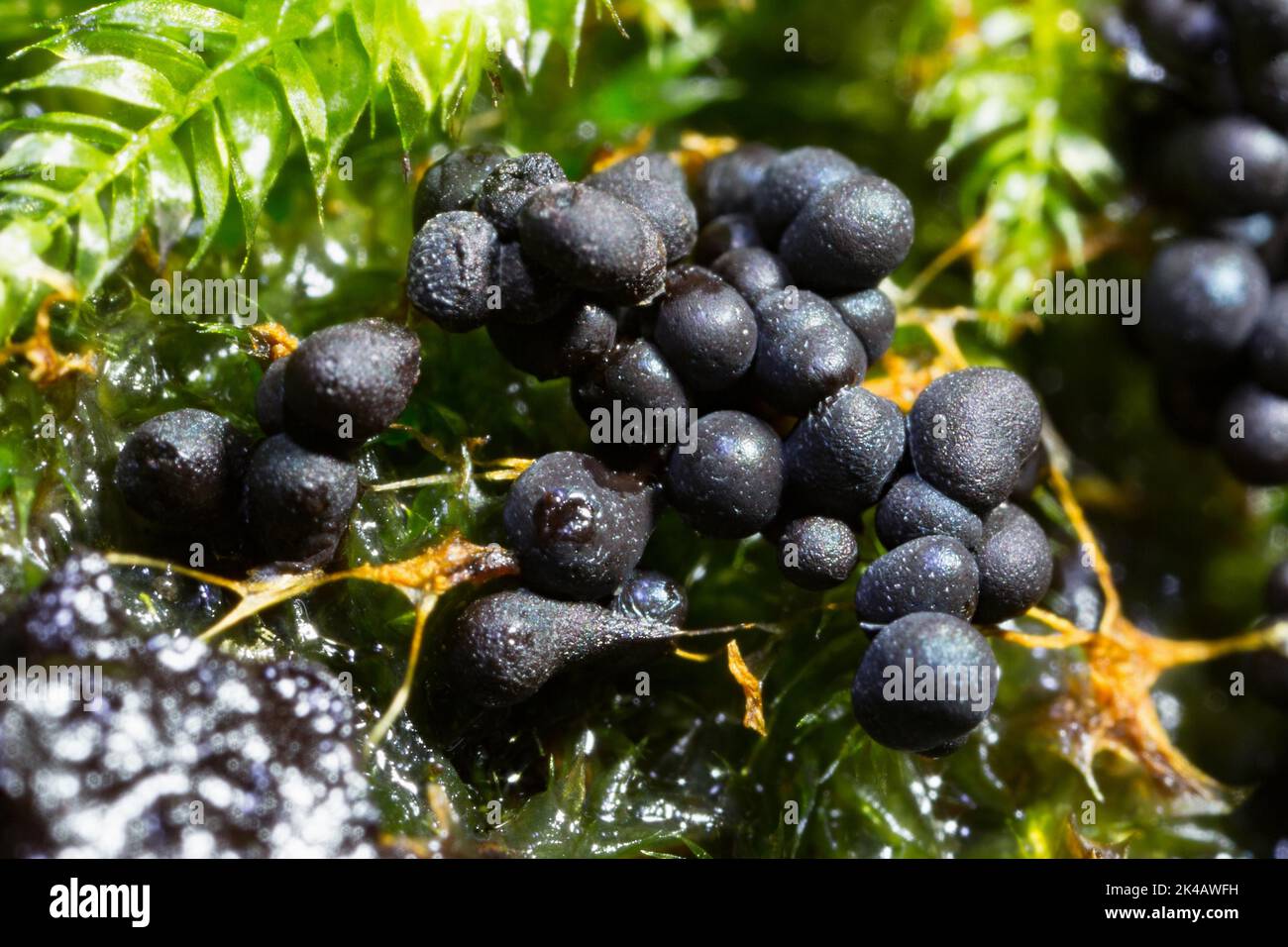 Thread fruiting slime mould several spherical dark blue fruiting bodies ...