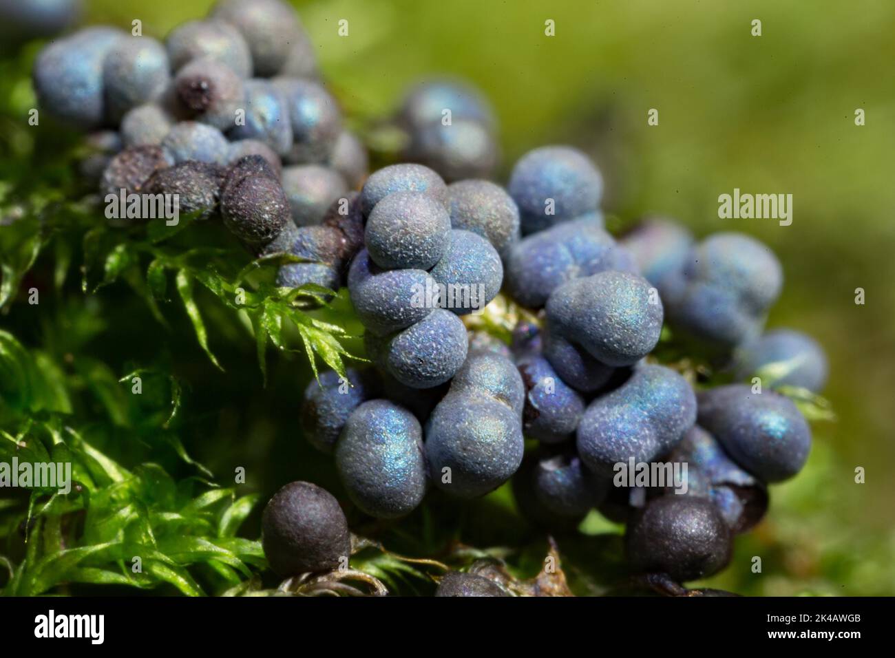 Thread fruiting slime mould several spherical blue fruiting bodies next ...