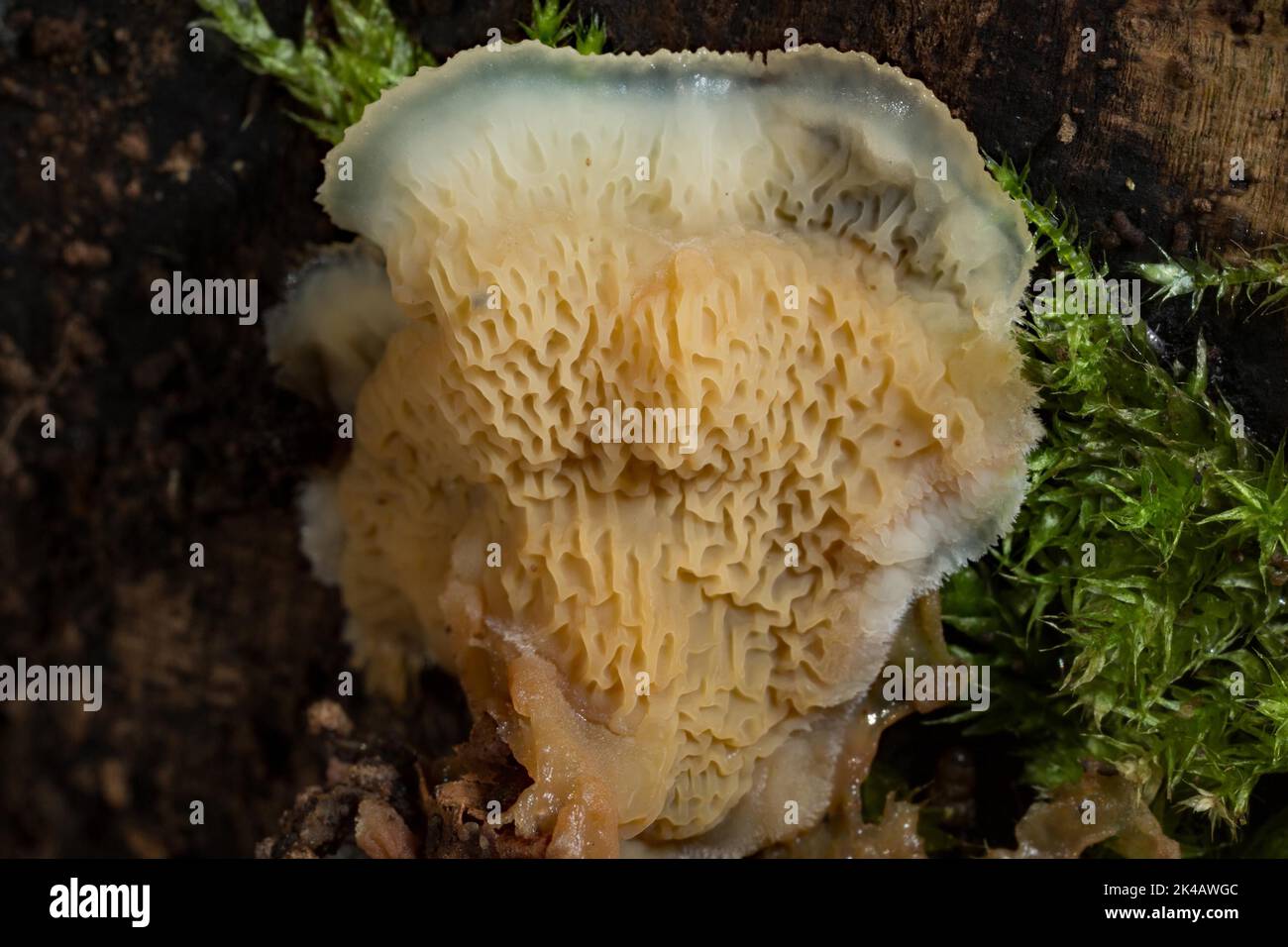 Gall-fleshed wrinkled white-ochre wavy fruiting body on tree trunk ...