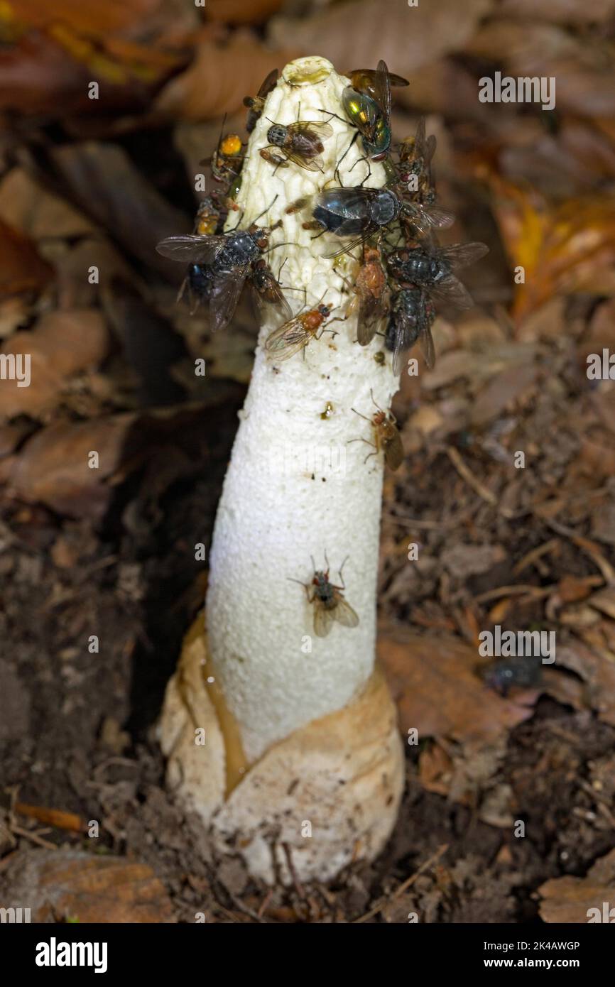Common stinkhorn white phallus-like fruiting body with olive-green head ...