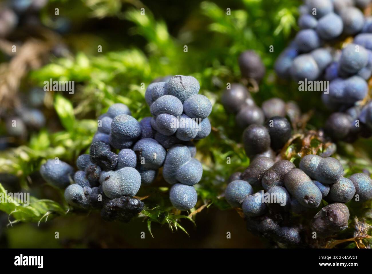 Thread fruiting slime mould many spherical blue fruiting bodies next to ...