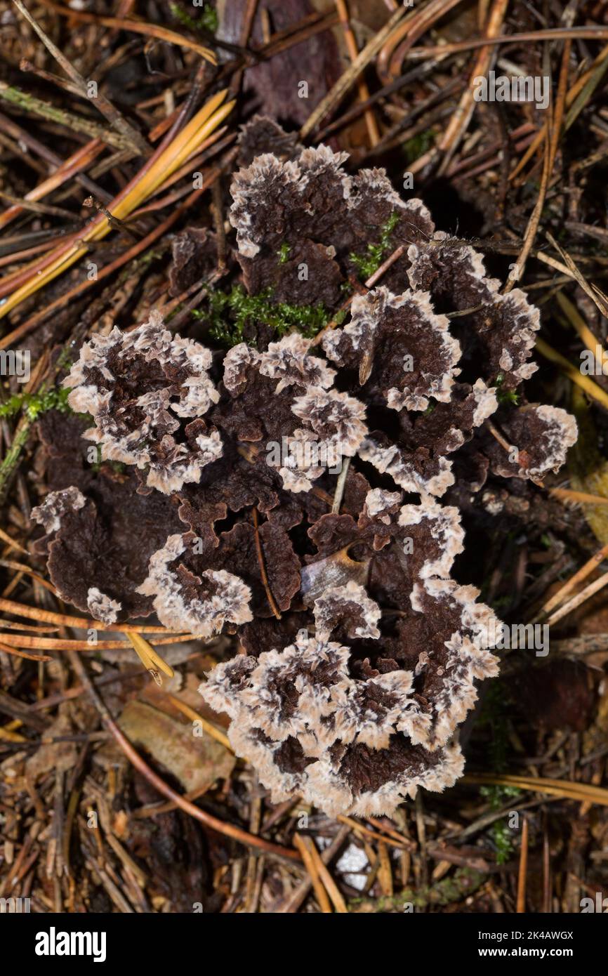 Fan-shaped earth wart fungus several roof tile-like fan-shaped brown ...