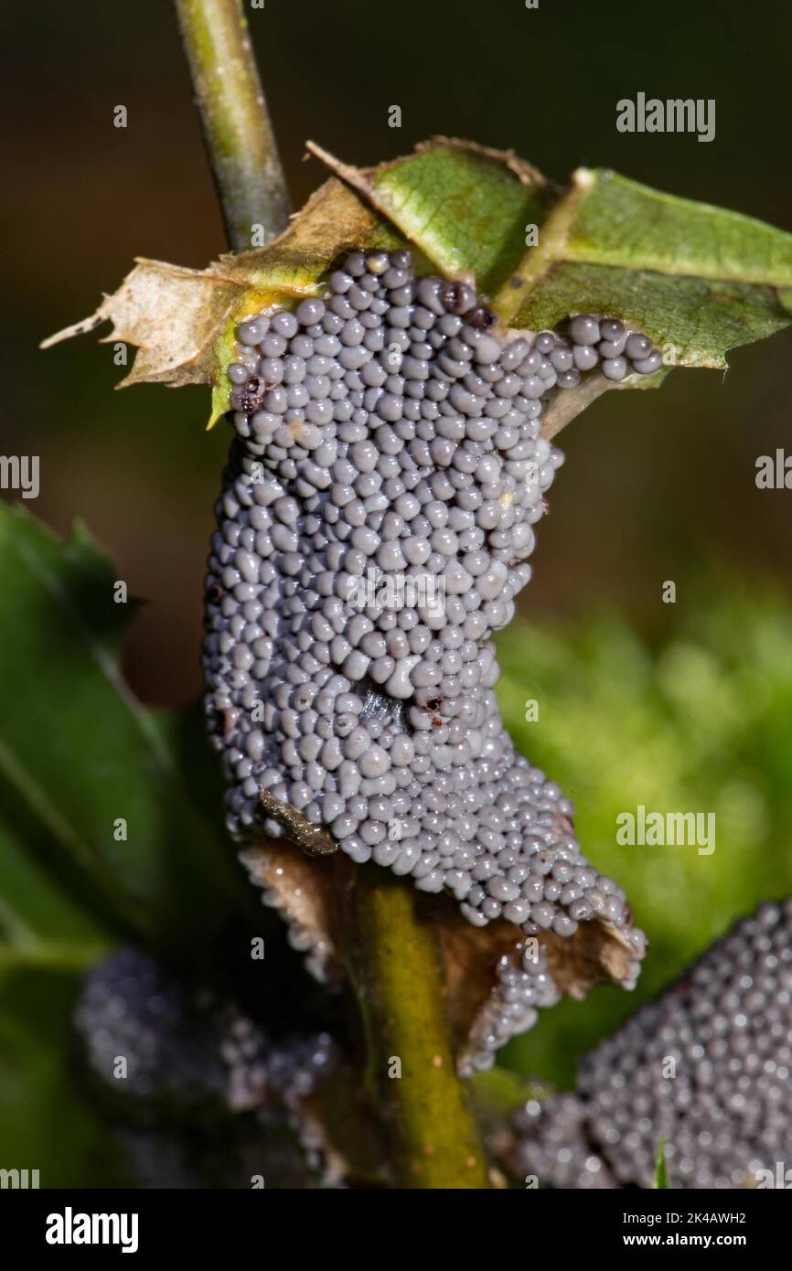 Ball slime mould hi-res stock photography and images - Alamy