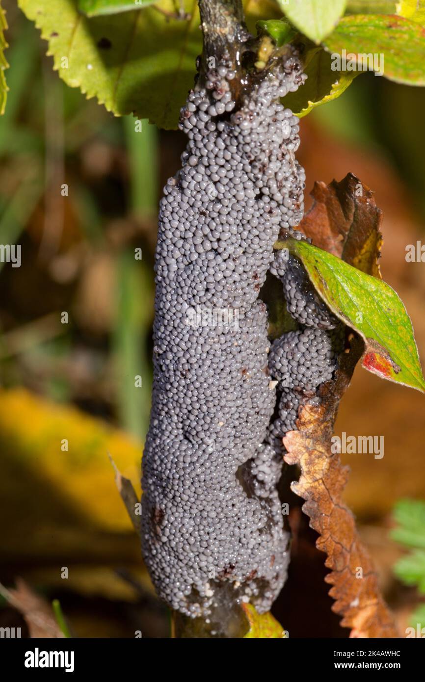 Grey grass slime mould Fruiting body many ashy grey spherical fruiting ...