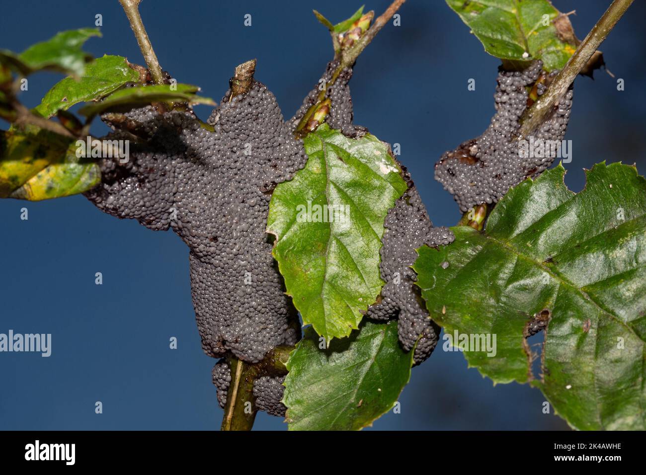 Slime mold on grass hi-res stock photography and images - Alamy