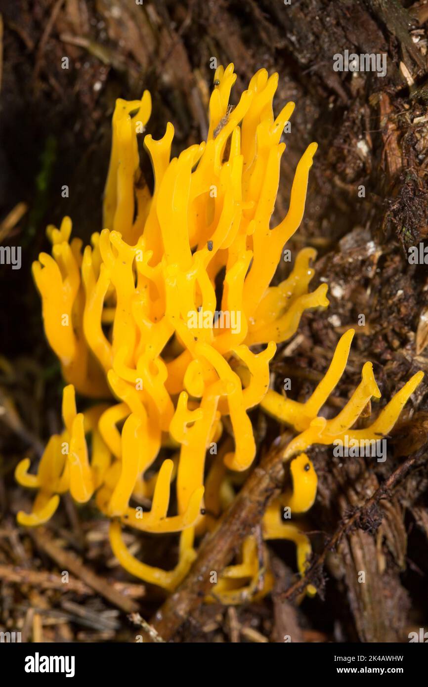 Golden yellow coral tufted light yellow fruiting body in needle litter ...