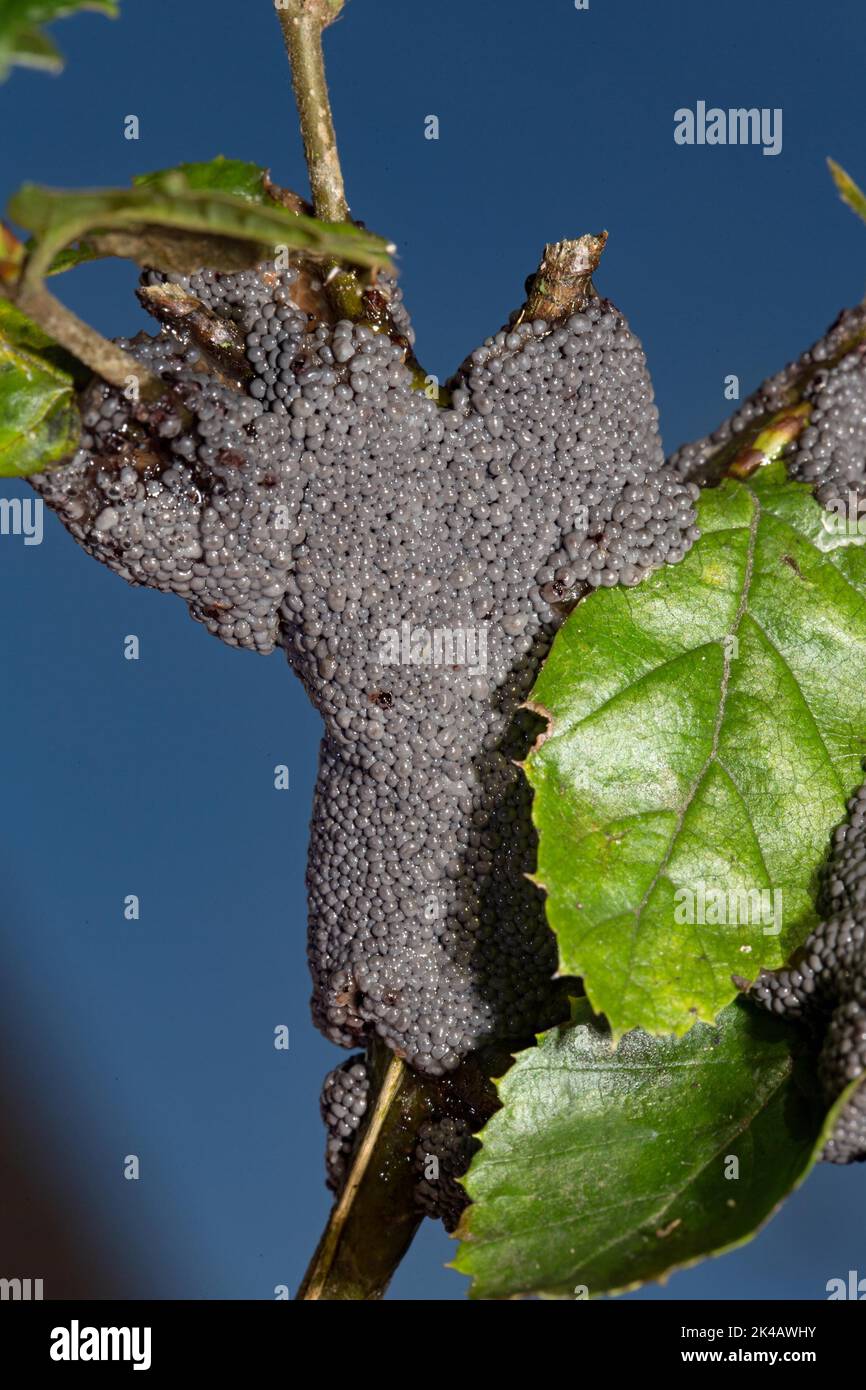 Grey grass slime mould fruiting body many ashy grey spherical fruiting ...