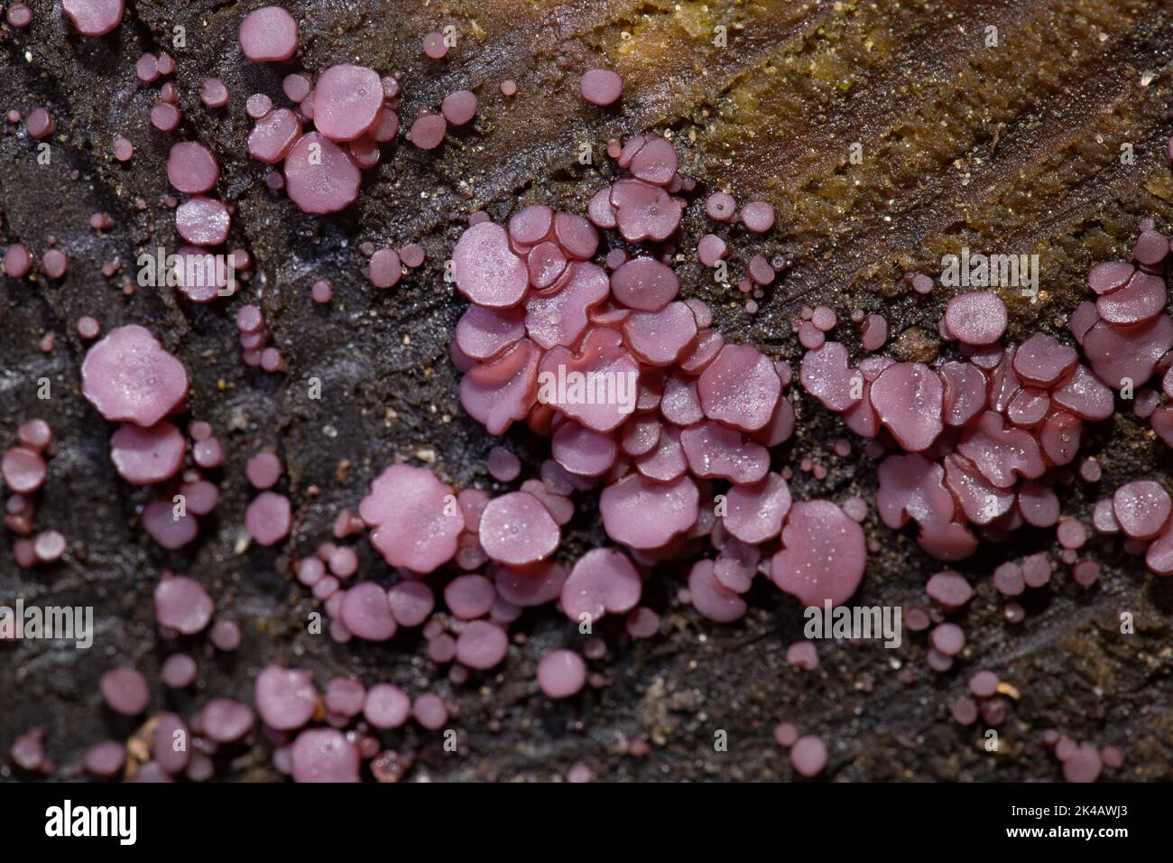 Flesh-red jelly cup many flesh-coloured bowl-shaped fruiting bodies ...