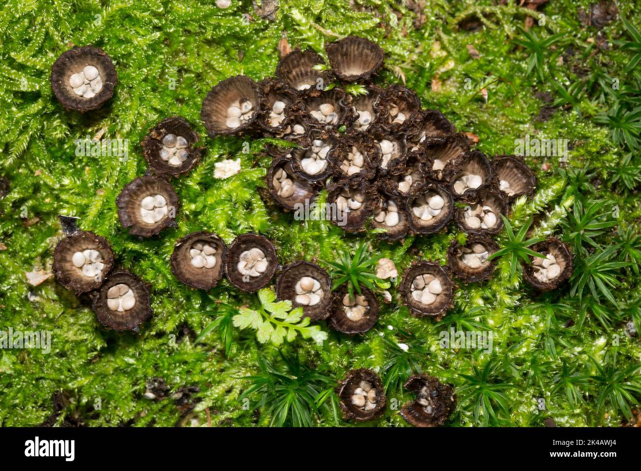Spore containers hi-res stock photography and images - Alamy