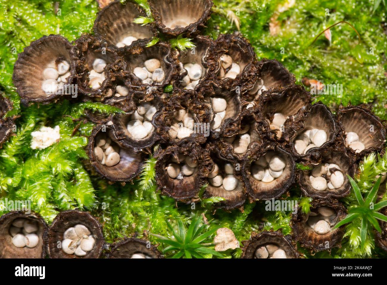 Spore containers hi-res stock photography and images - Alamy
