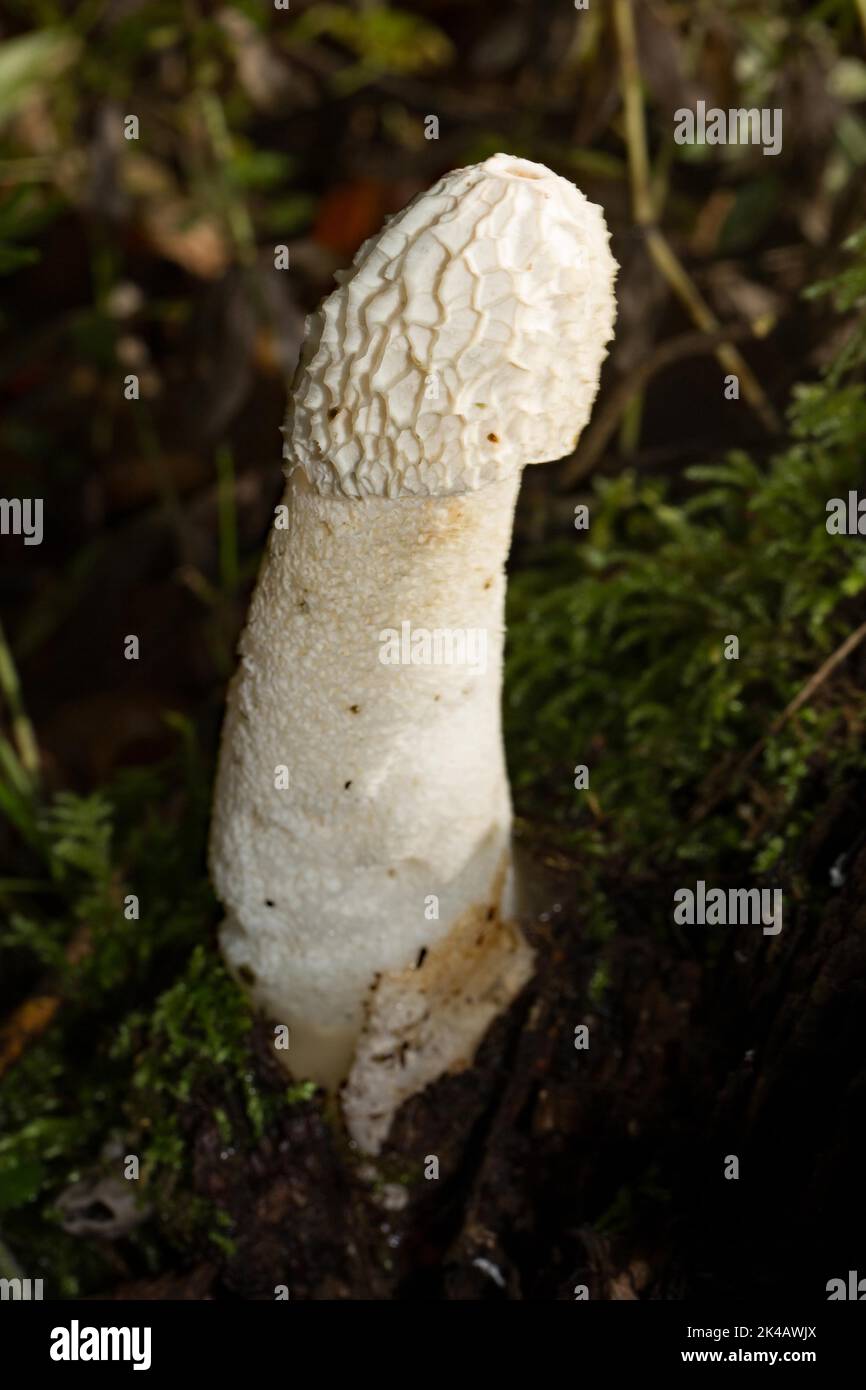 Common stinkhorn white phallus-like fruiting body with white head part ...