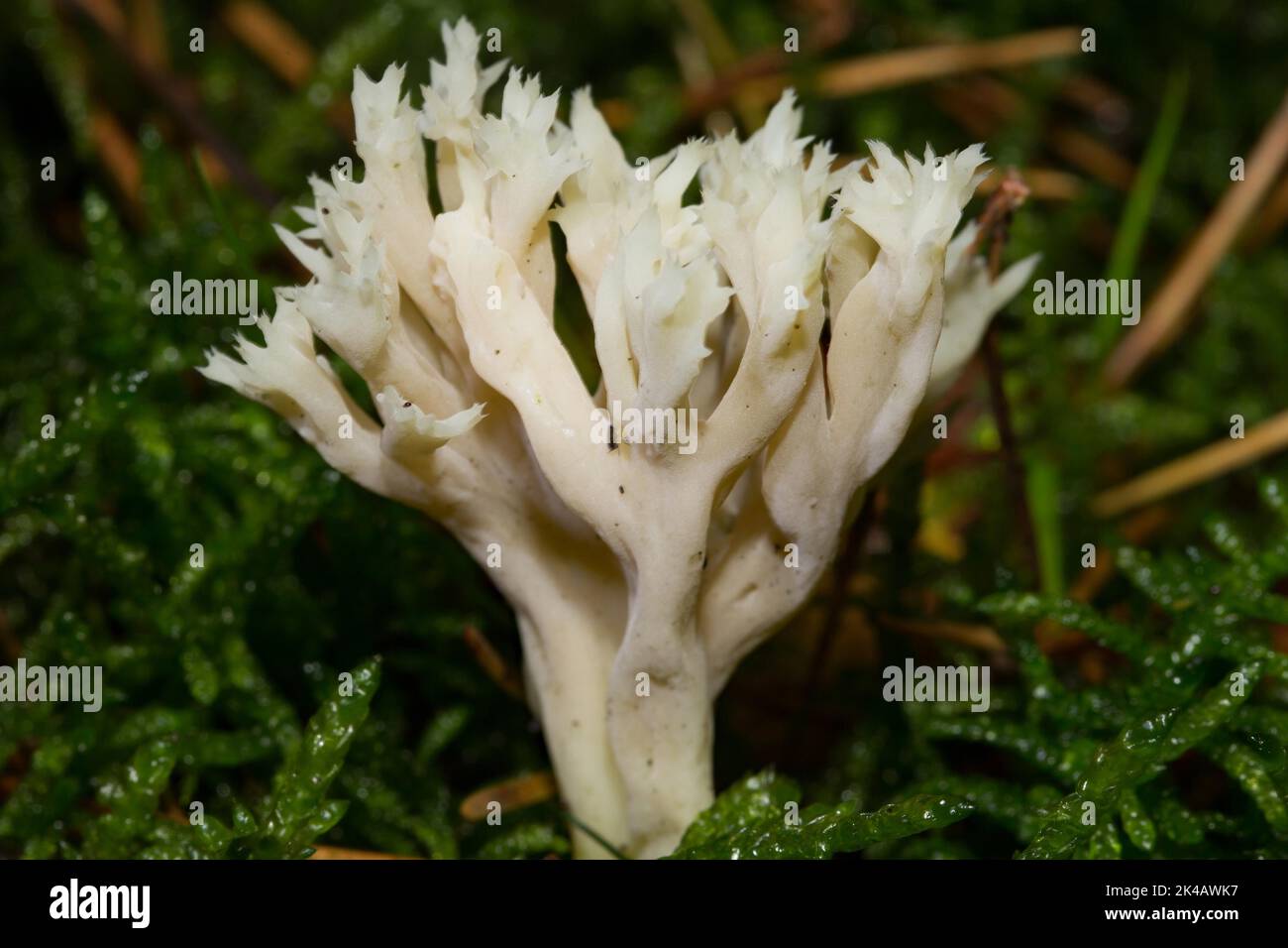 Comb-shaped branched fruiting body in green moss Stock Photo - Alamy