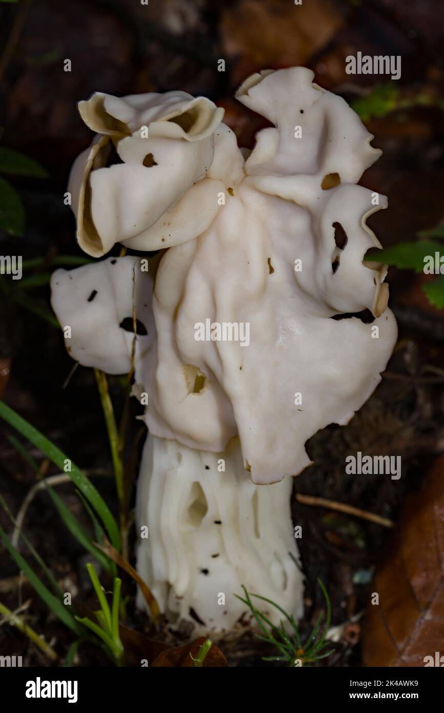 White saddle fungi hi-res stock photography and images - Alamy