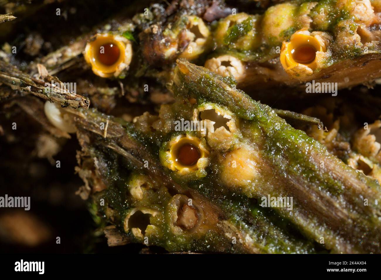 Ball caster some closed and opened fruiting bodies with brown spore ...