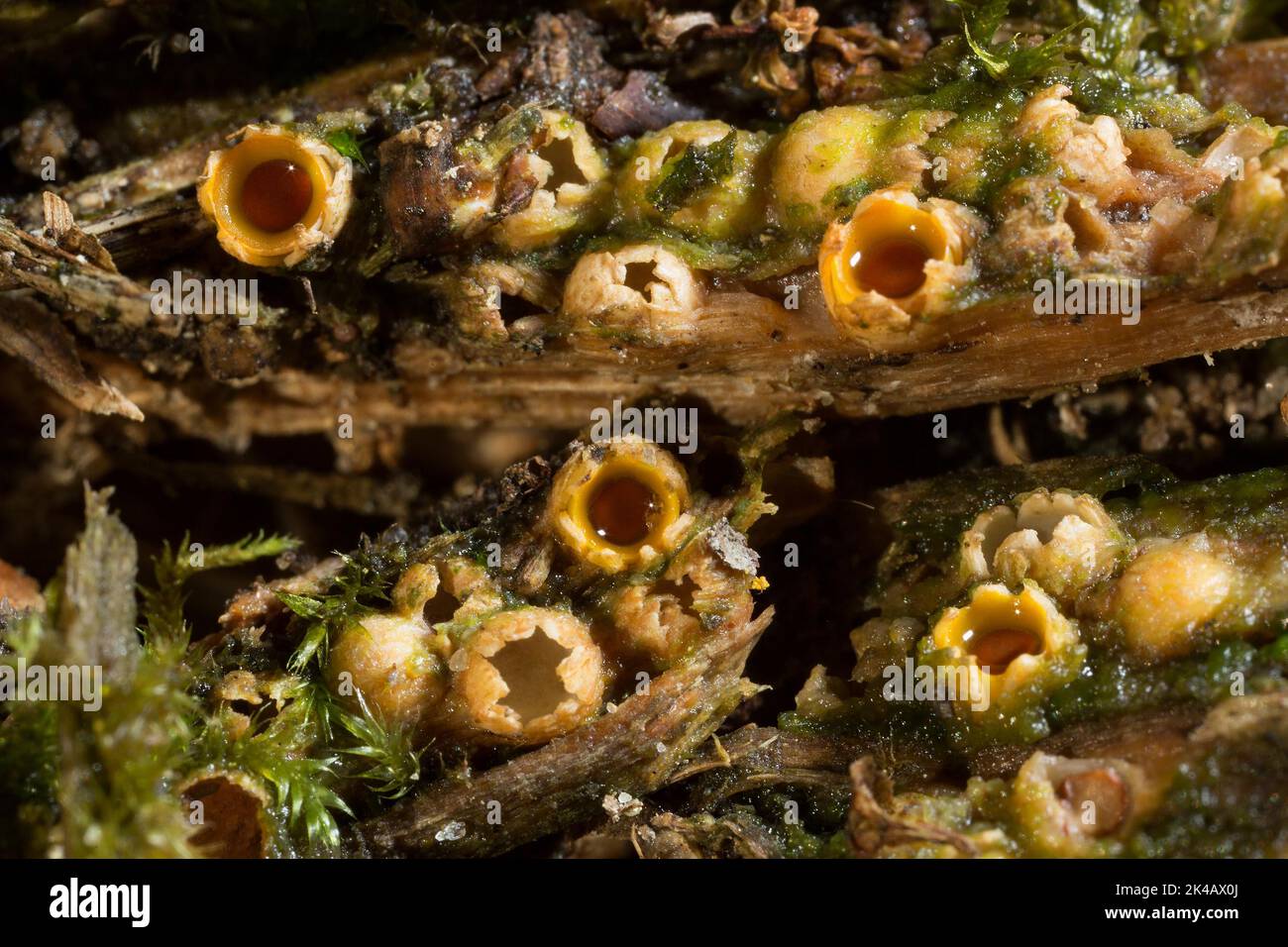 Ball caster some opened fruiting bodies with brown spore ball on rotten ...