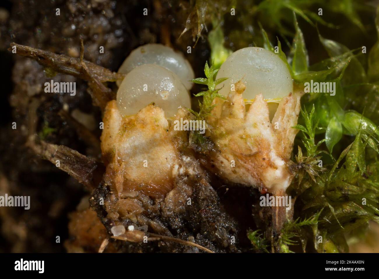 Ball caster three cup-shaped yellow-brown fruiting bodies with white ...