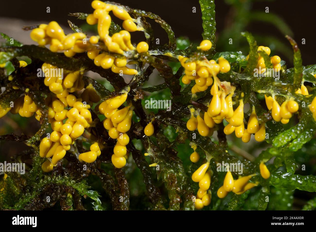 Lion fruit many yellow club-shaped fruit bodies next to each other on ...