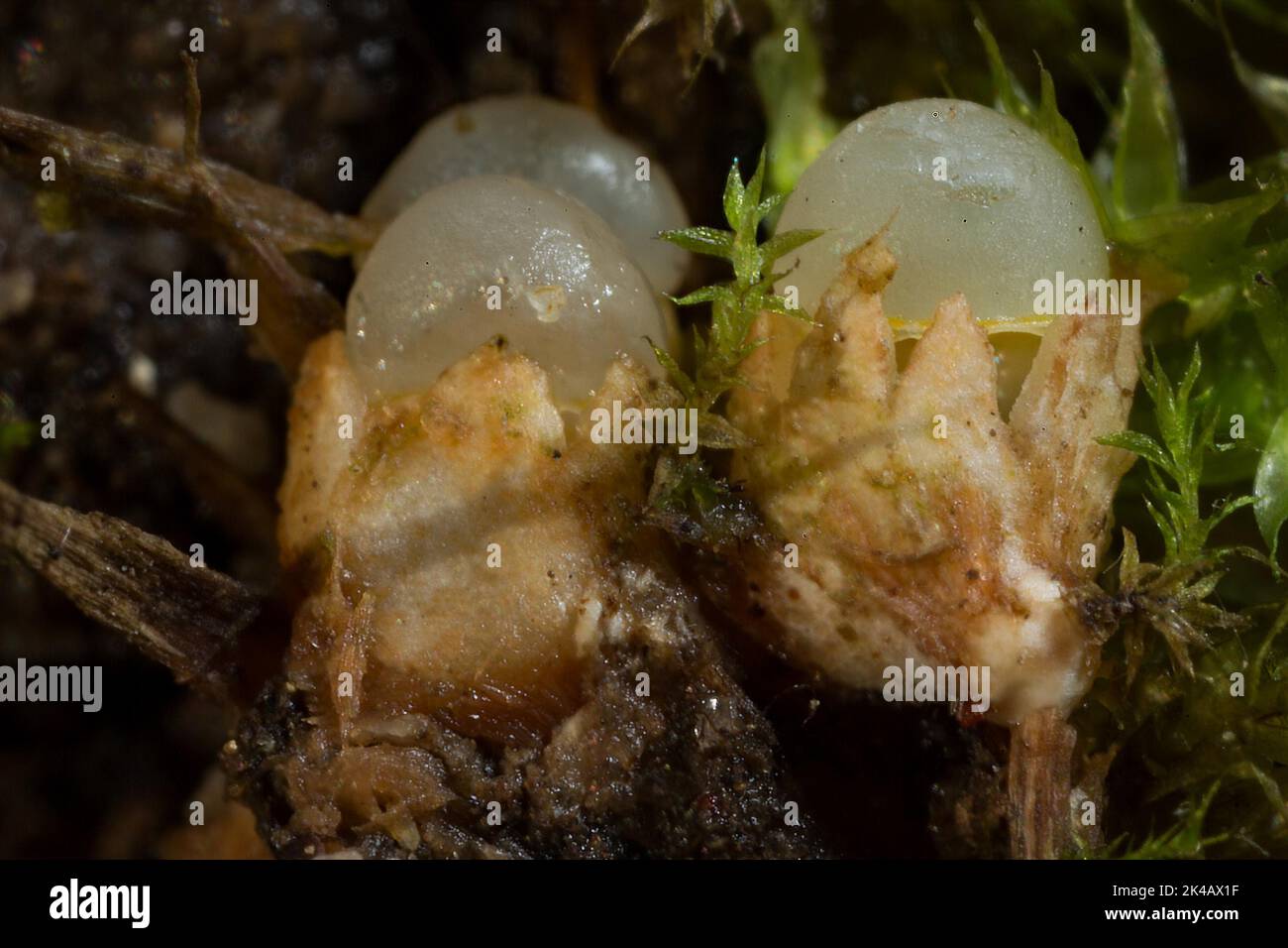 Ball caster three cup-shaped yellow-brown fruiting bodies with white ...