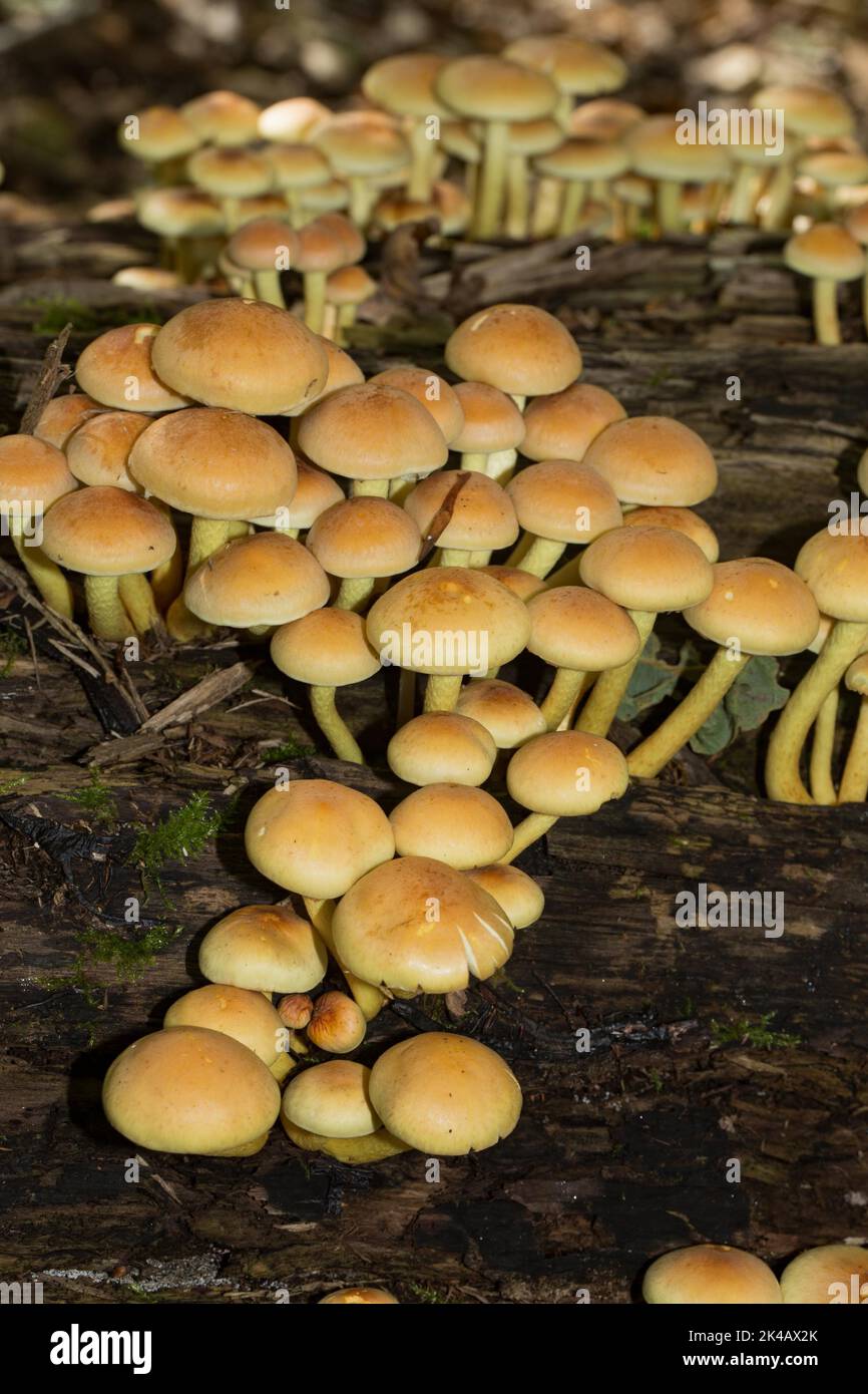 Many fruiting bodies with yellow-green stems and light brown caps on ...