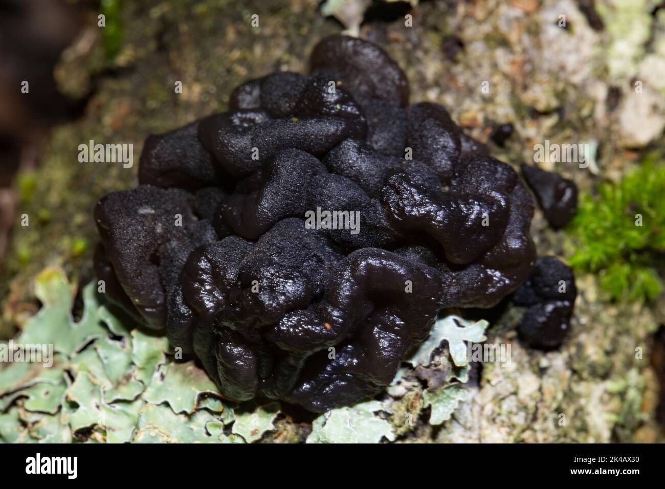 Butterfly shaped shell hi-res stock photography and images - Alamy