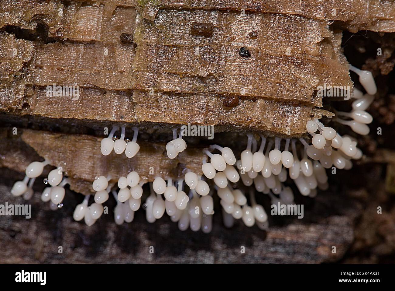Brick red stalk slime mould many fruiting bodies with white-reddish ...