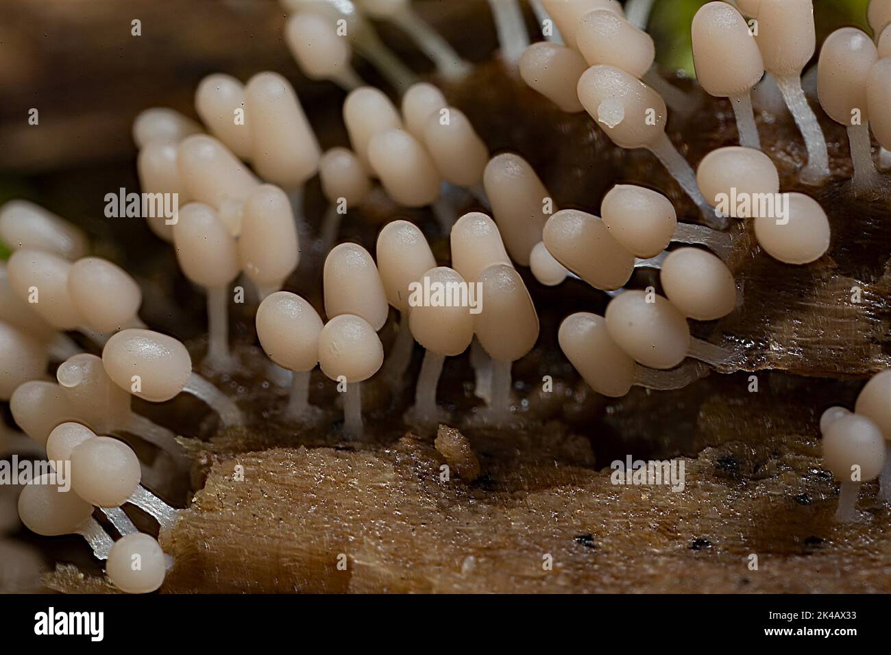 Brick red stalk slime mould many fruiting bodies with white-reddish ...