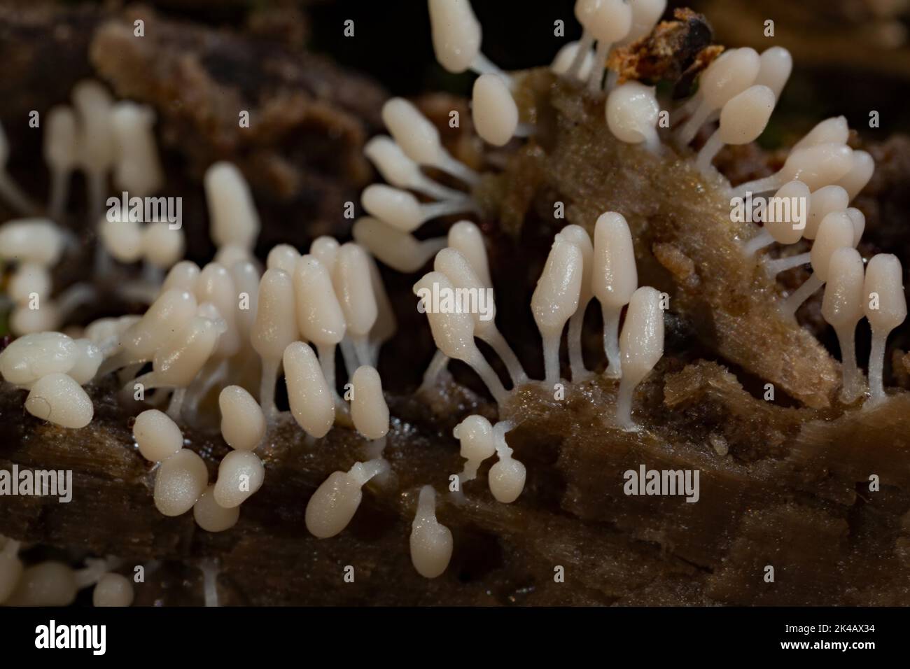 Brick red stalk slime mould many fruiting bodies with white-reddish ...