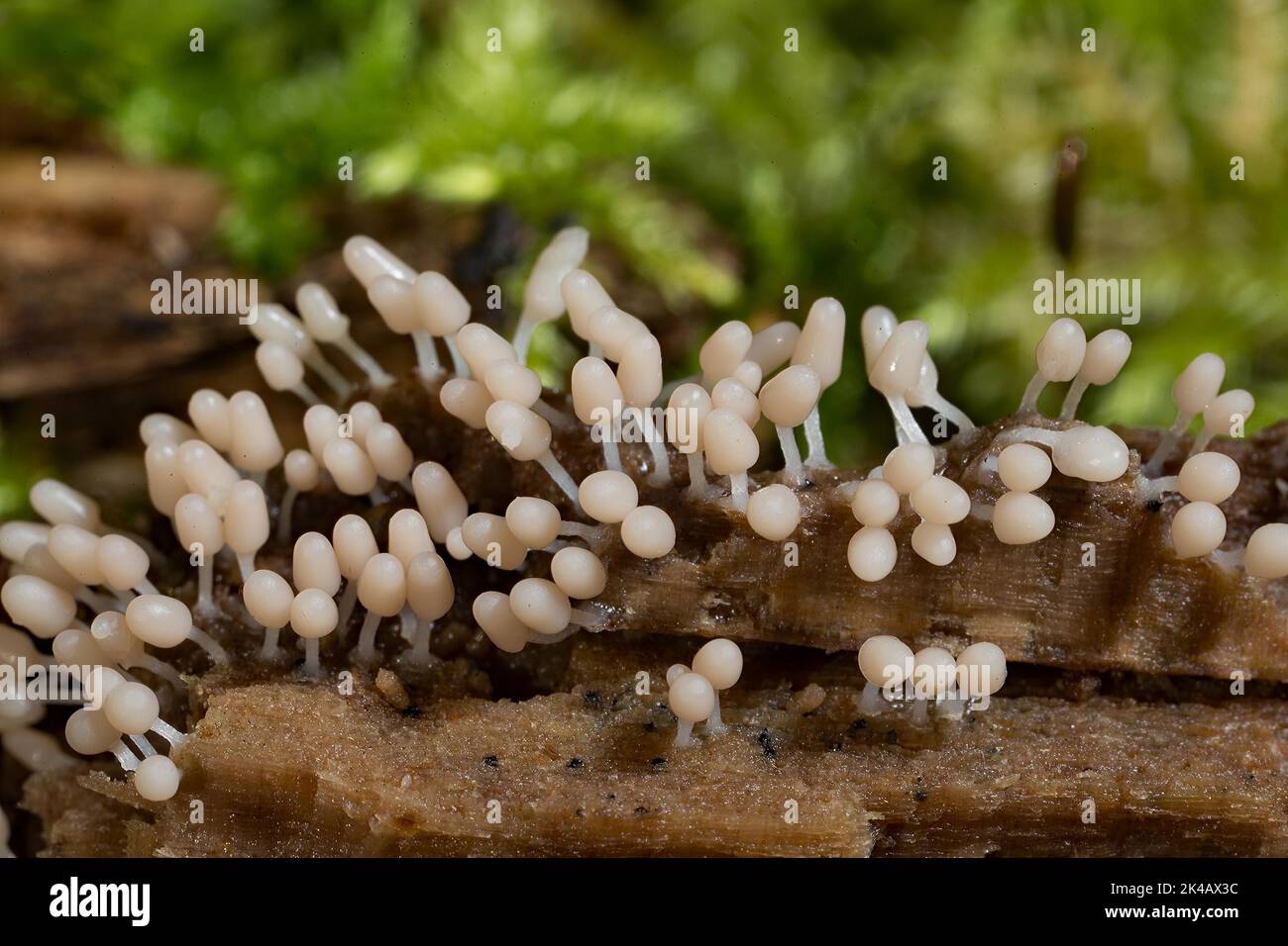 Brick red stalk slime mould many fruiting bodies with white-reddish ...
