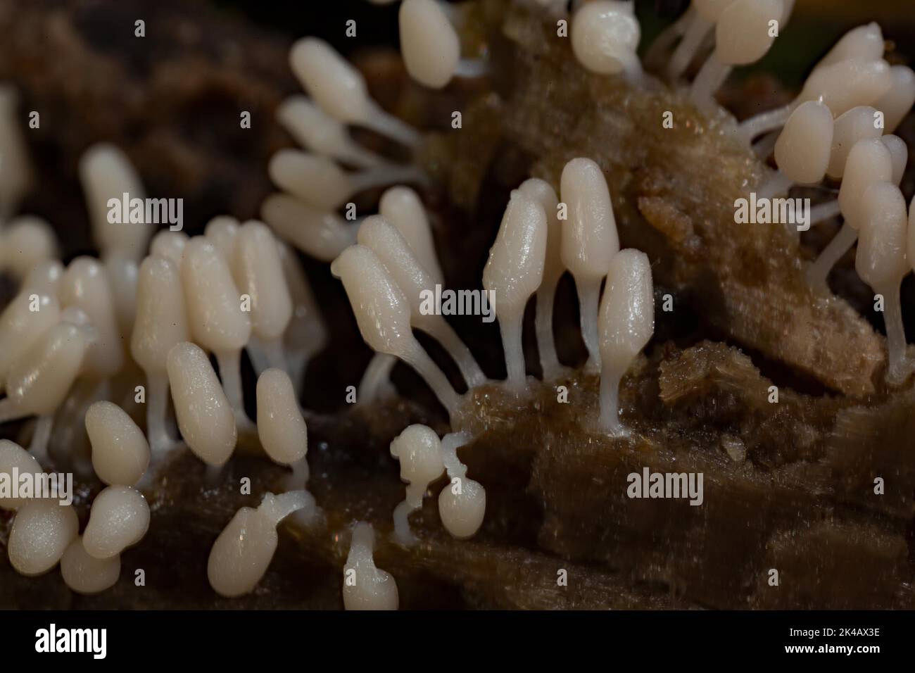 Brick-red stalk slime mould Several fruiting bodies with white-reddish ...