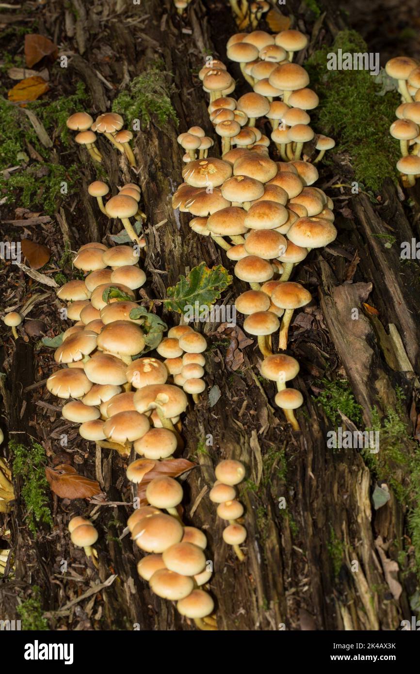 Many fruiting bodies with yellow-green stems and light brown caps on ...