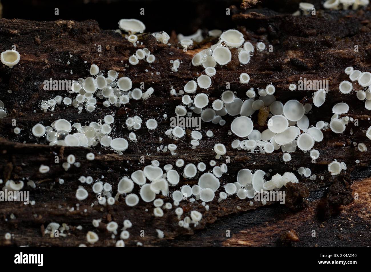White hairy cupule many fruiting bodies with white stems and white ...