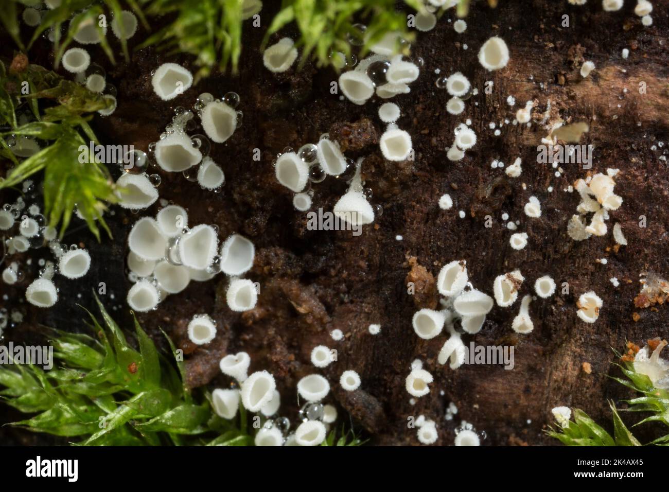 White hairy cupule many fruiting bodies with white stems and white ...