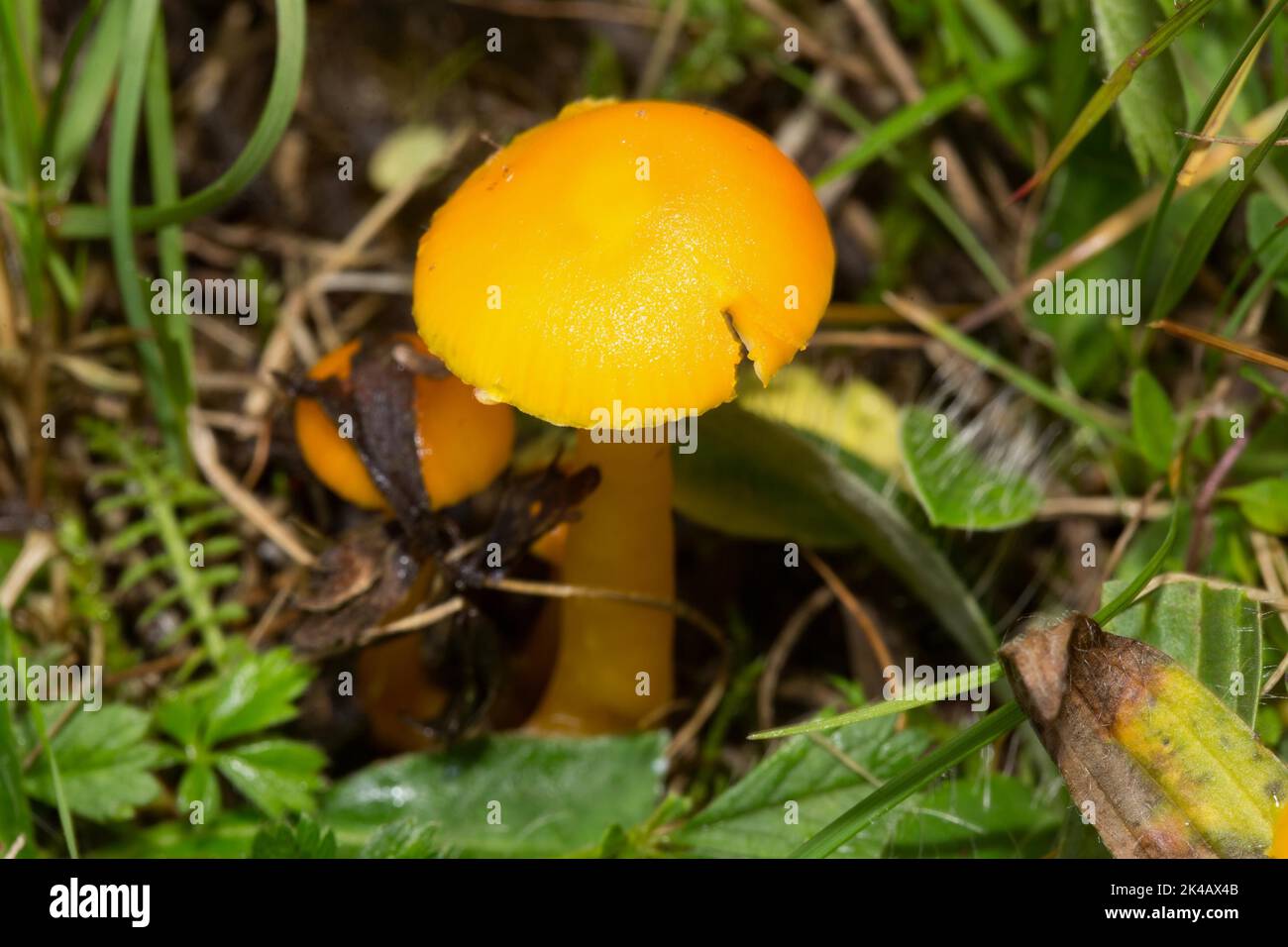 Dull sapling hi-res stock photography and images - Alamy