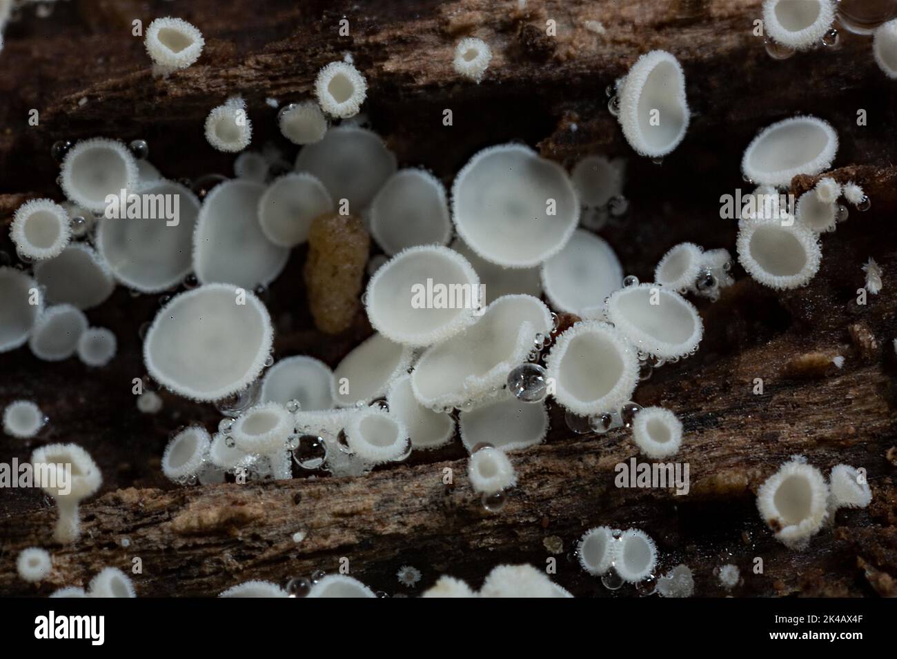 White hairy cupule many fruiting bodies with white stems and white ...
