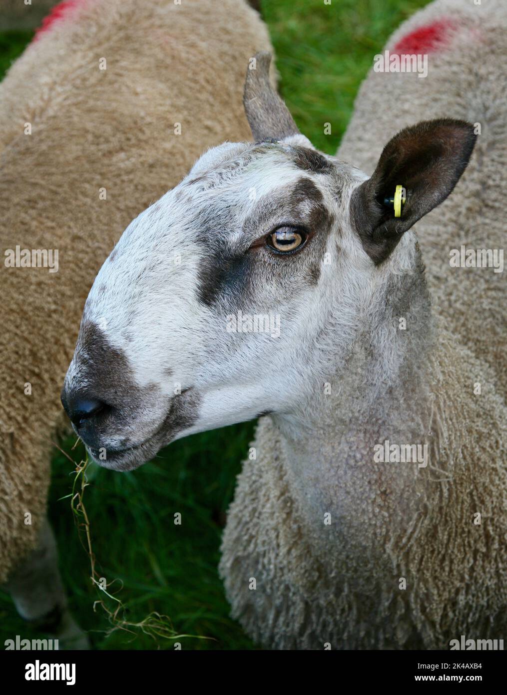 A healthy looking ram in the British countryside Stock Photo - Alamy