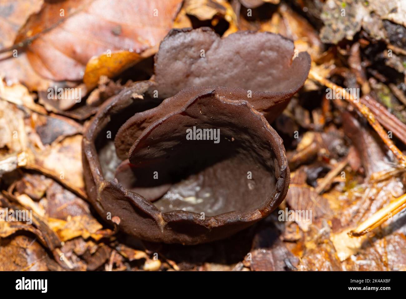 Chestnut brown cupling, ear cupling dark brown bowl-shaped fruit body ...