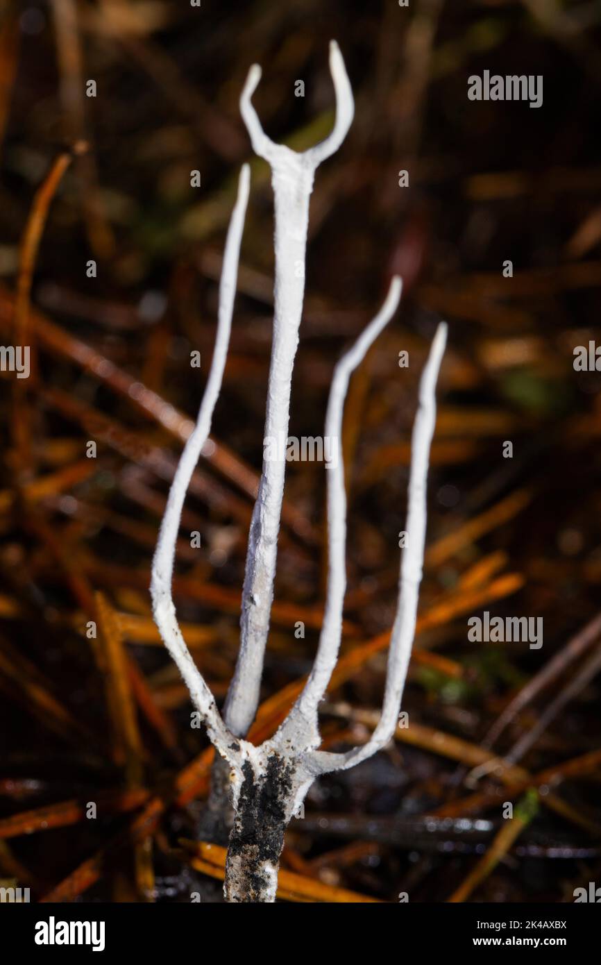 Grass slime mould hi-res stock photography and images - Alamy
