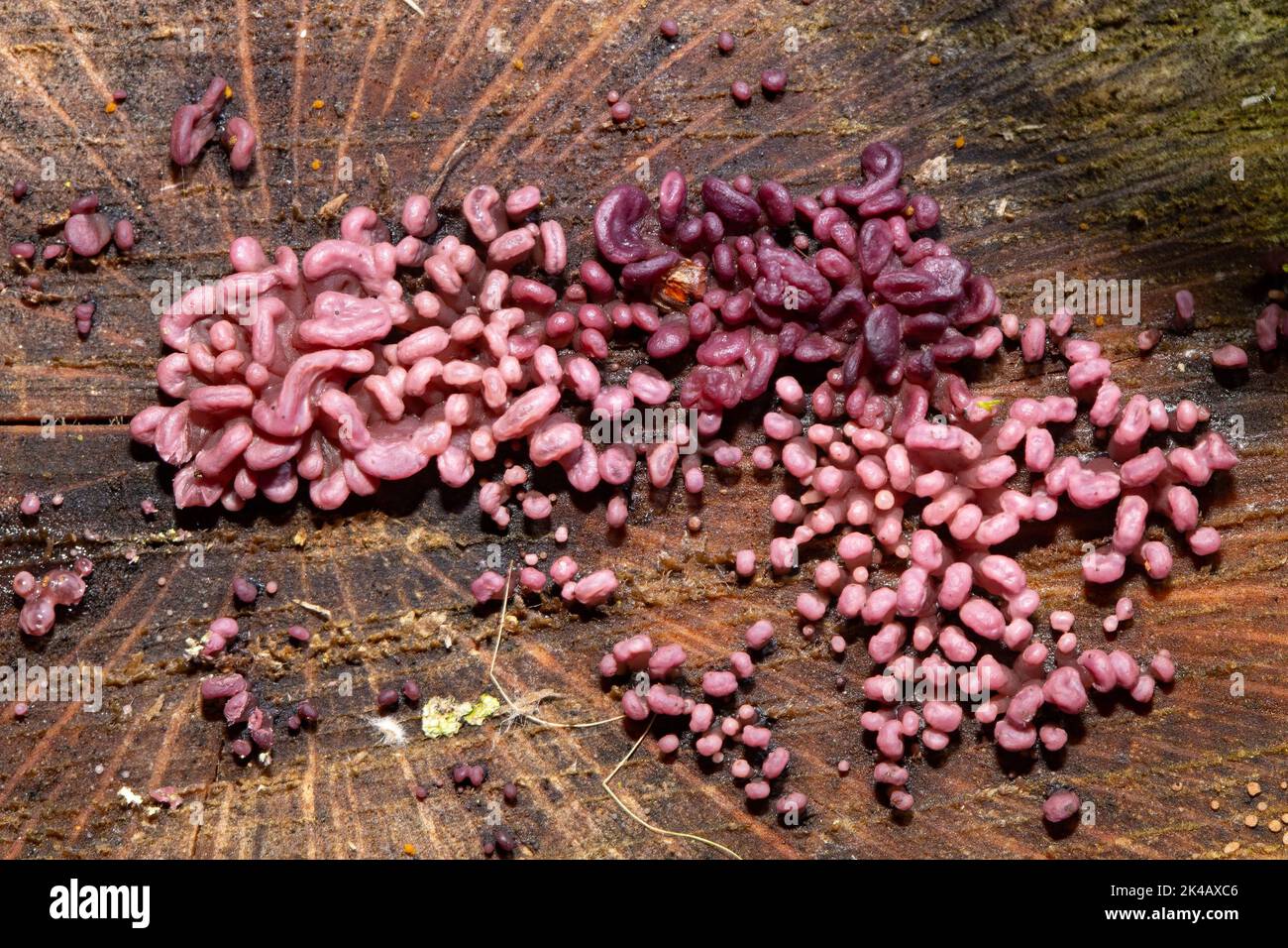 Meat tree hi-res stock photography and images - Alamy