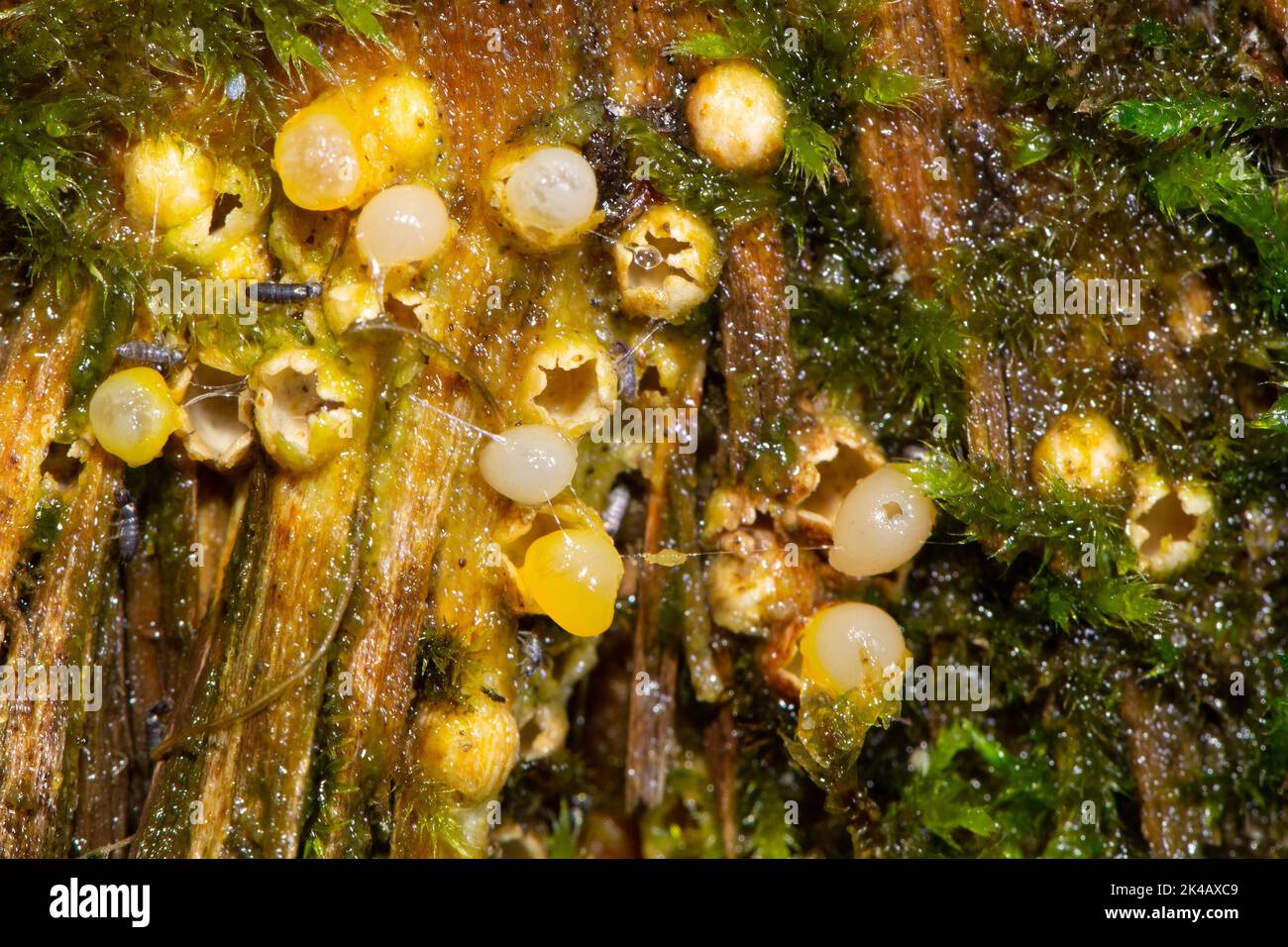 Ball thrower some yellow opened and closed fruit bodies with white ...