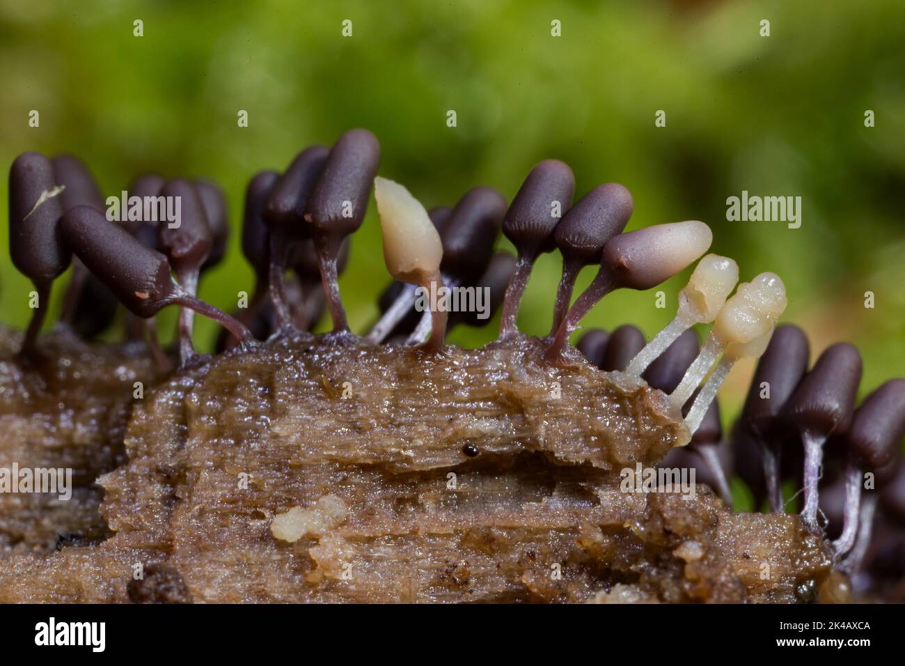 Brick-red stalk slime mould Several fruiting bodies with purple ...