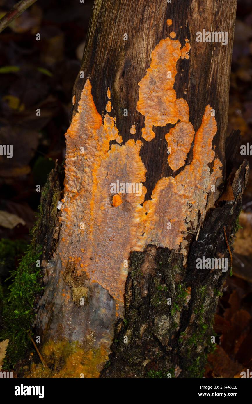 Orange fungus tree hi-res stock photography and images - Alamy