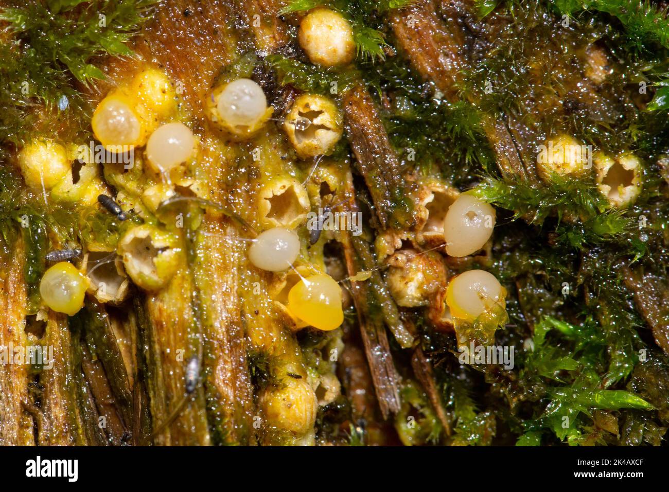 Ball thrower some yellow opened and closed fruit bodies with white ...