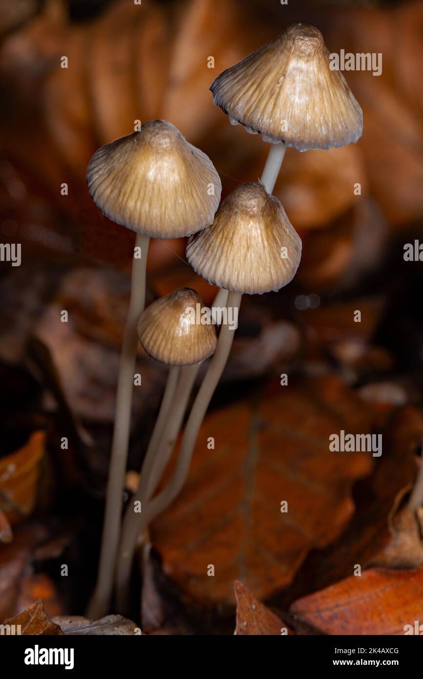 Large garlic scorpion four fruiting bodies with light brown stems and ...