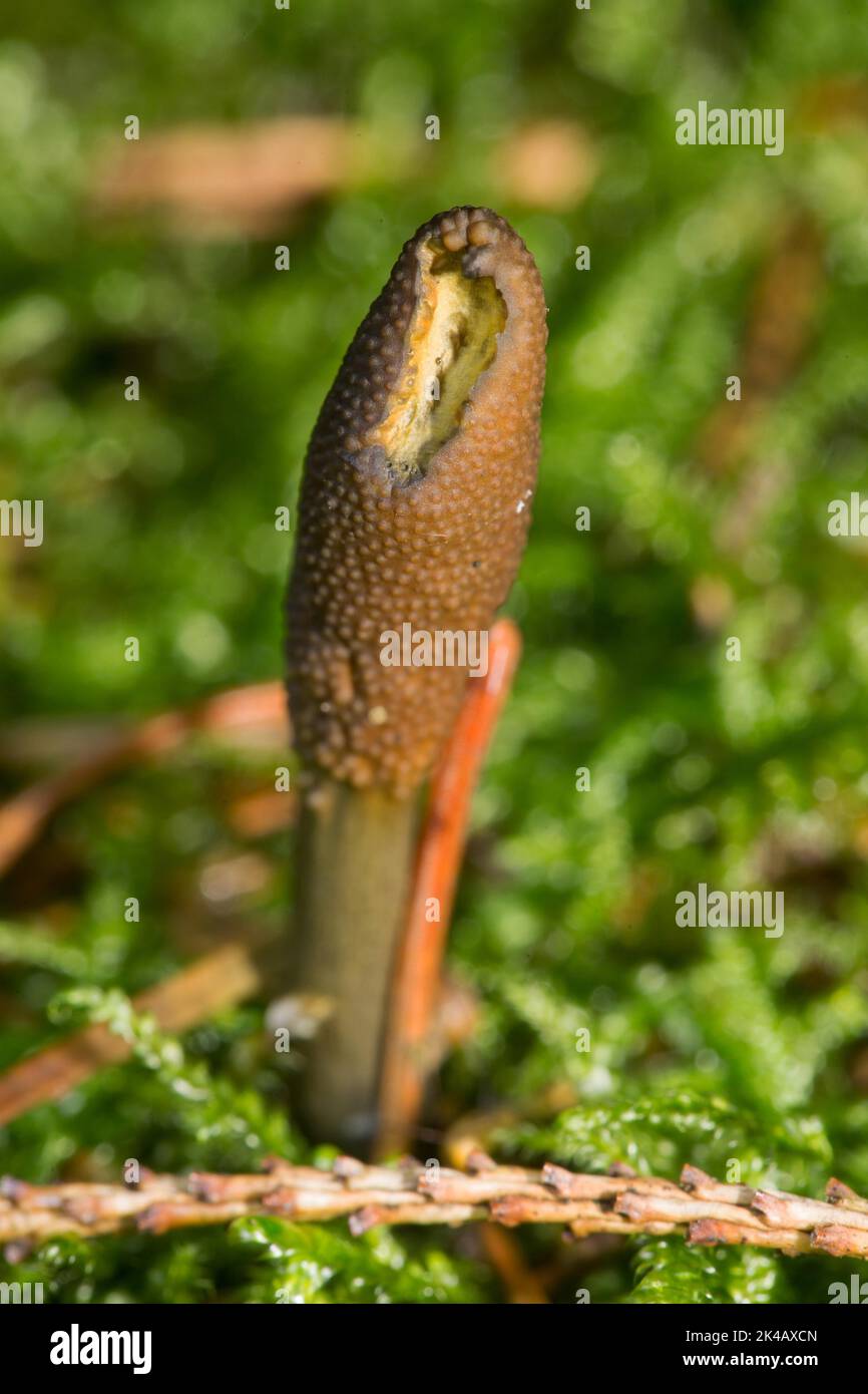 Tongue core club-shaped olive-green fruiting body in green moss Stock ...