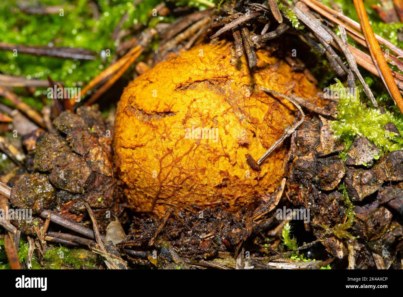 Yellowish bearded truffle yellow-brown fruit body Stock Photo - Alamy